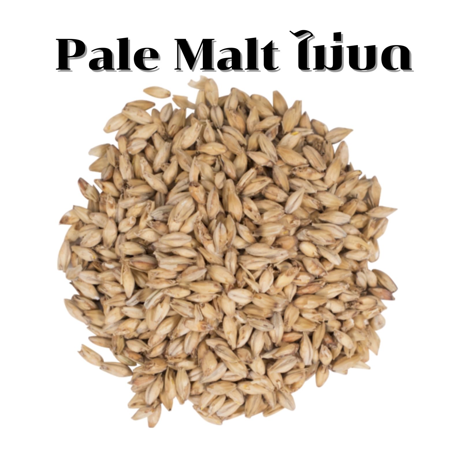 Pale Malt (เพล มอลต์) - supportcraft