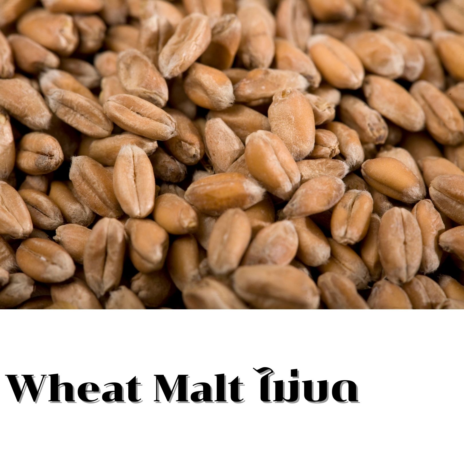 Wheat Malt (วีท มอลต์) - supportcraft