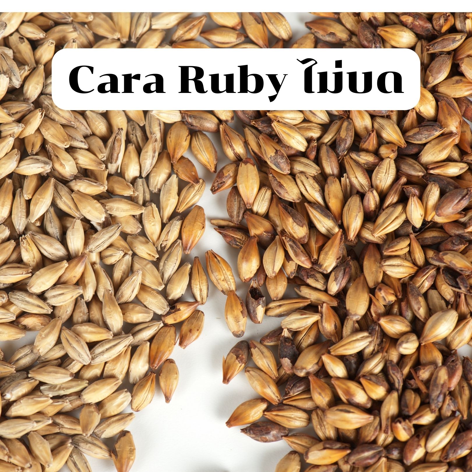 Cara Ruby Malt (คารารูบี้ มอลต์) - supportcraft